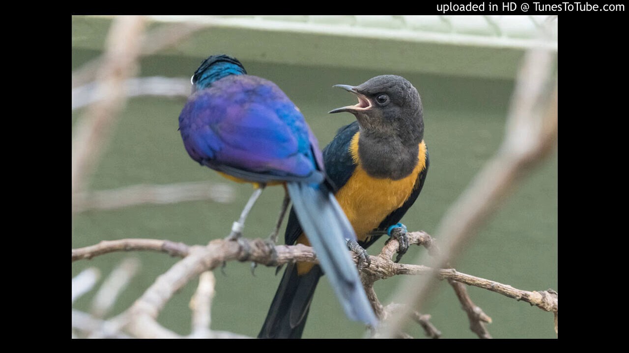 cheel cheel - YouTube