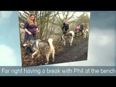 AMCUK RESCUE DEFA - CAN YOU GIVE DEFA A HOME? www.malamuterescue.org.uk