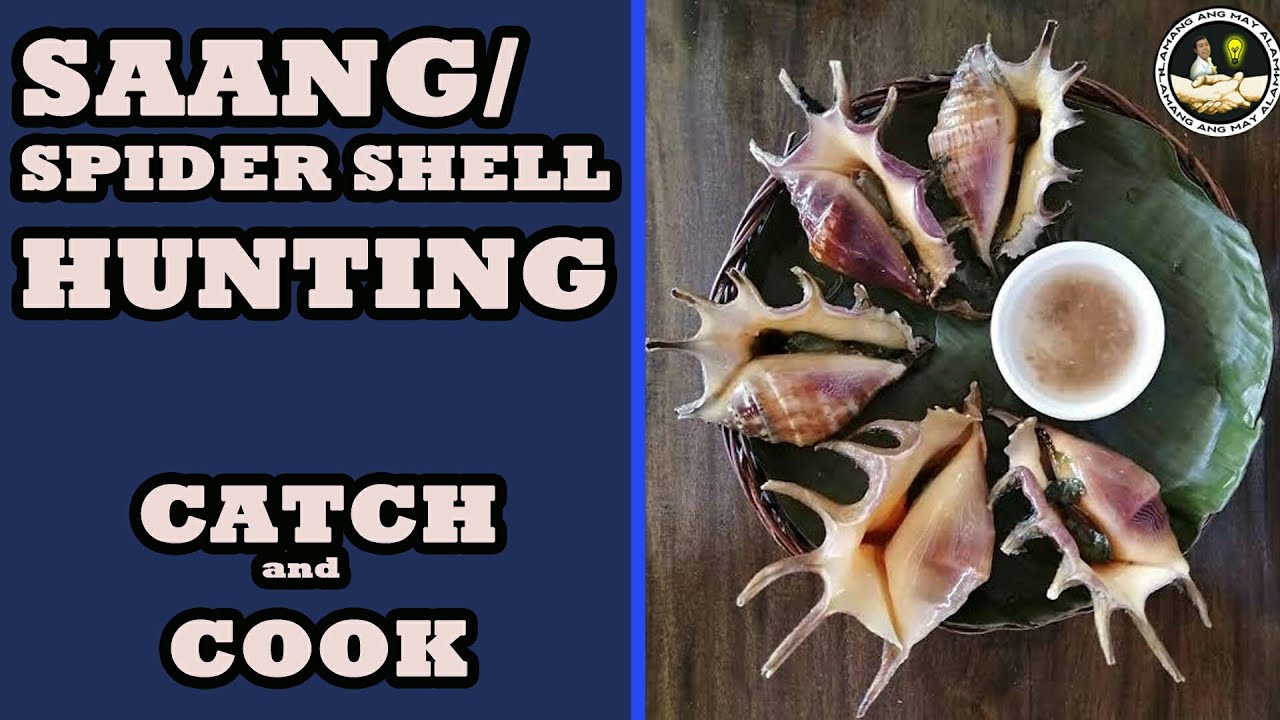HOW TO CATCH/HUNTING SPIDER SHELL/SAANG||CATCH AND COOK - YouTube