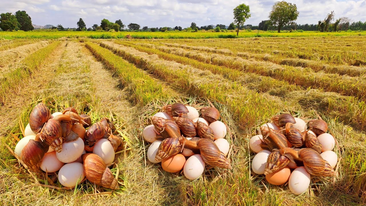 Top Lucky Fisherman! Pick duck eggs and catch a lot of snails in the ...