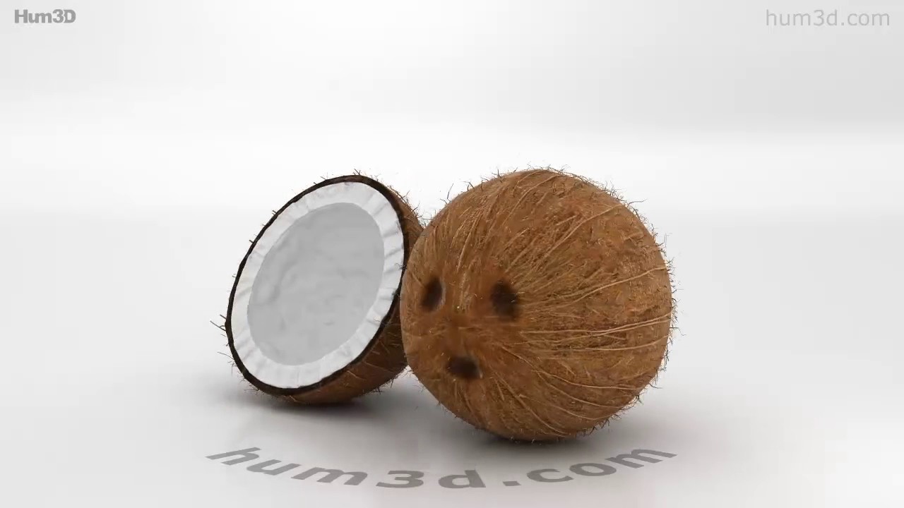 Coconut 3D model by 3DModels.org - YouTube