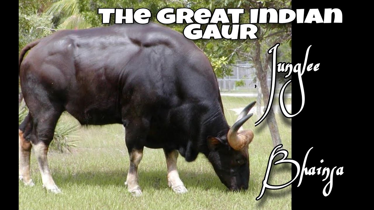 The Great Indian Gaur - YouTube