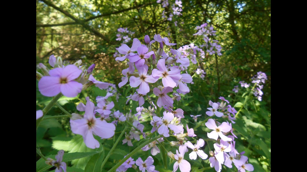 Wild Food : Dame's Violet (Hesperis matronalis) - YouTube