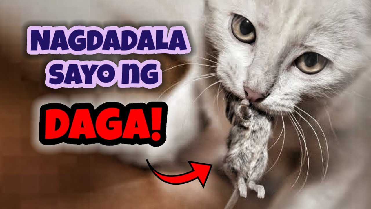 PUSA NA NAGDADALA NG REGALO (DAGA) SA BAHAY MO ANO BANG IBIG SABIHIN ...