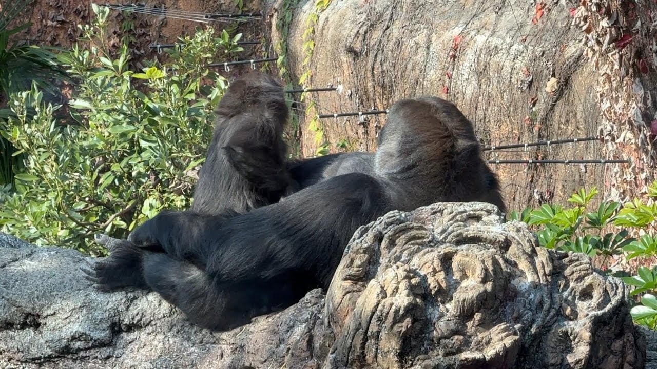 gorilla スモモに逃げられるモモカ Momoka running away from Sumomo. - YouTube