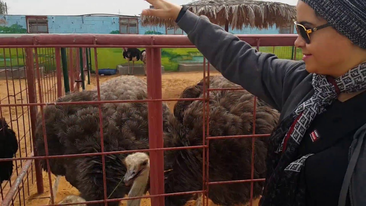 Ostrich biting Ola & Nora Khalaf at Ras Al-Khaimah Wildlife Park Zoo 05 ...