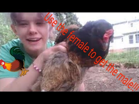How to catch a rooster easily - YouTube