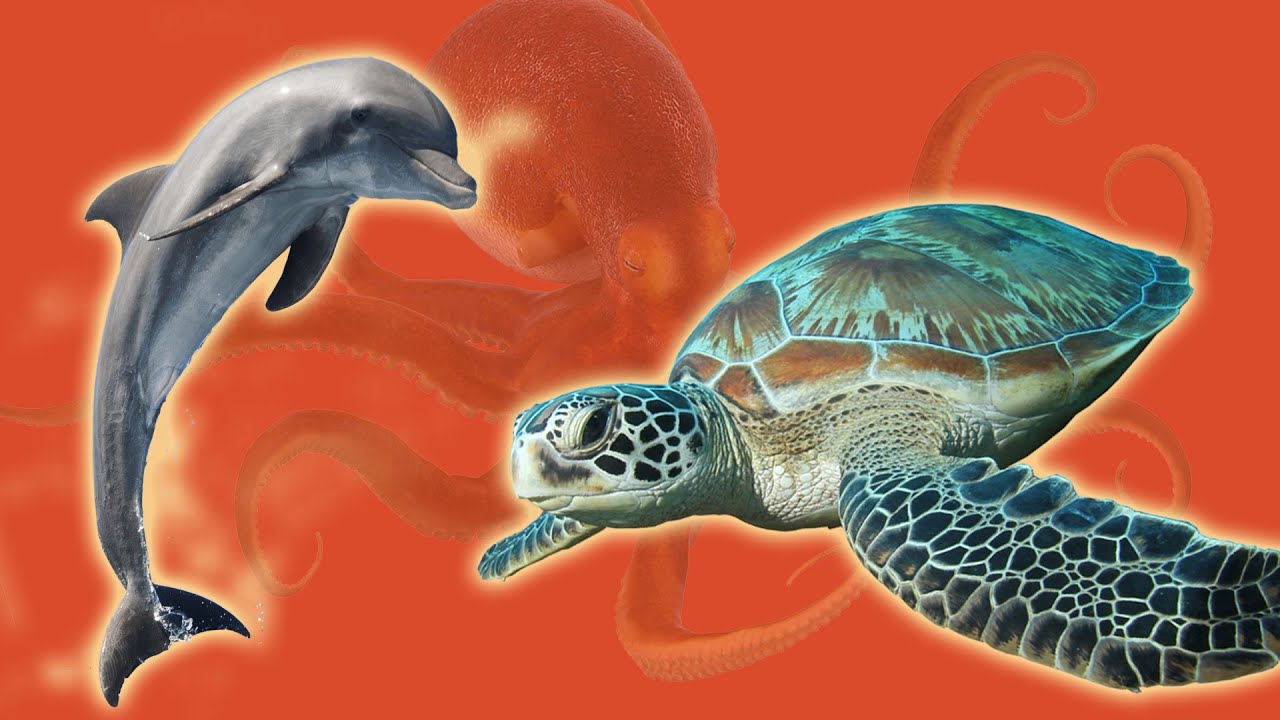 Animals of the Marine Biome 🐠 Whale, Shark, Dolphin, Sea Turtle ...