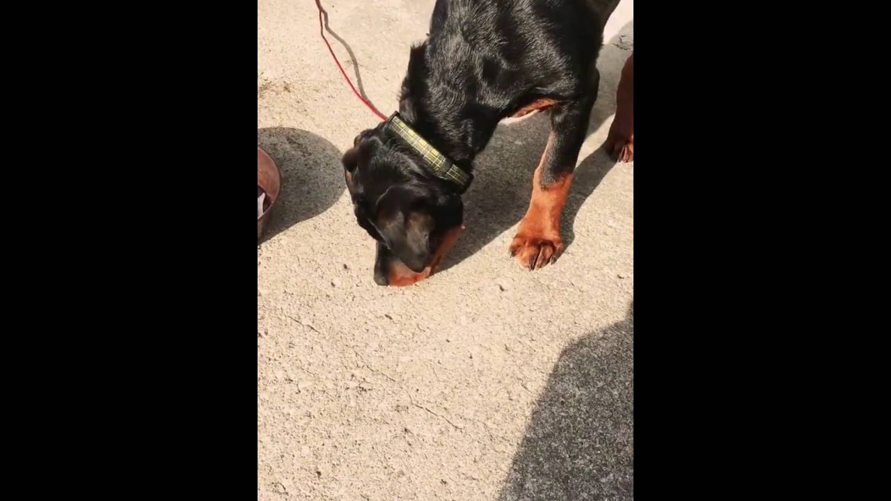 Rottweiler pup(4 months) eating raw chicken. - YouTube
