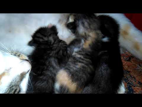 Kucing yang sedang me nyusui anak ank nya