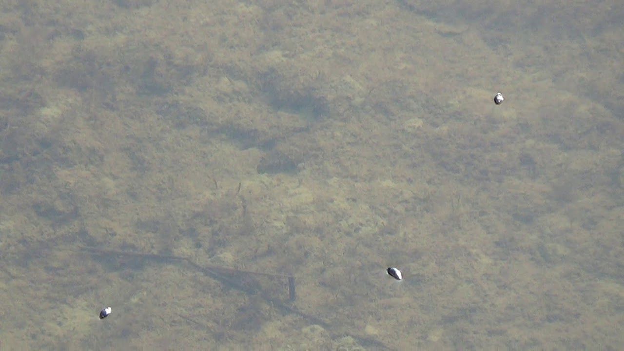Le Gyrin (Gyrinus natator) nage à la surface de l'eau à une vitesse ...