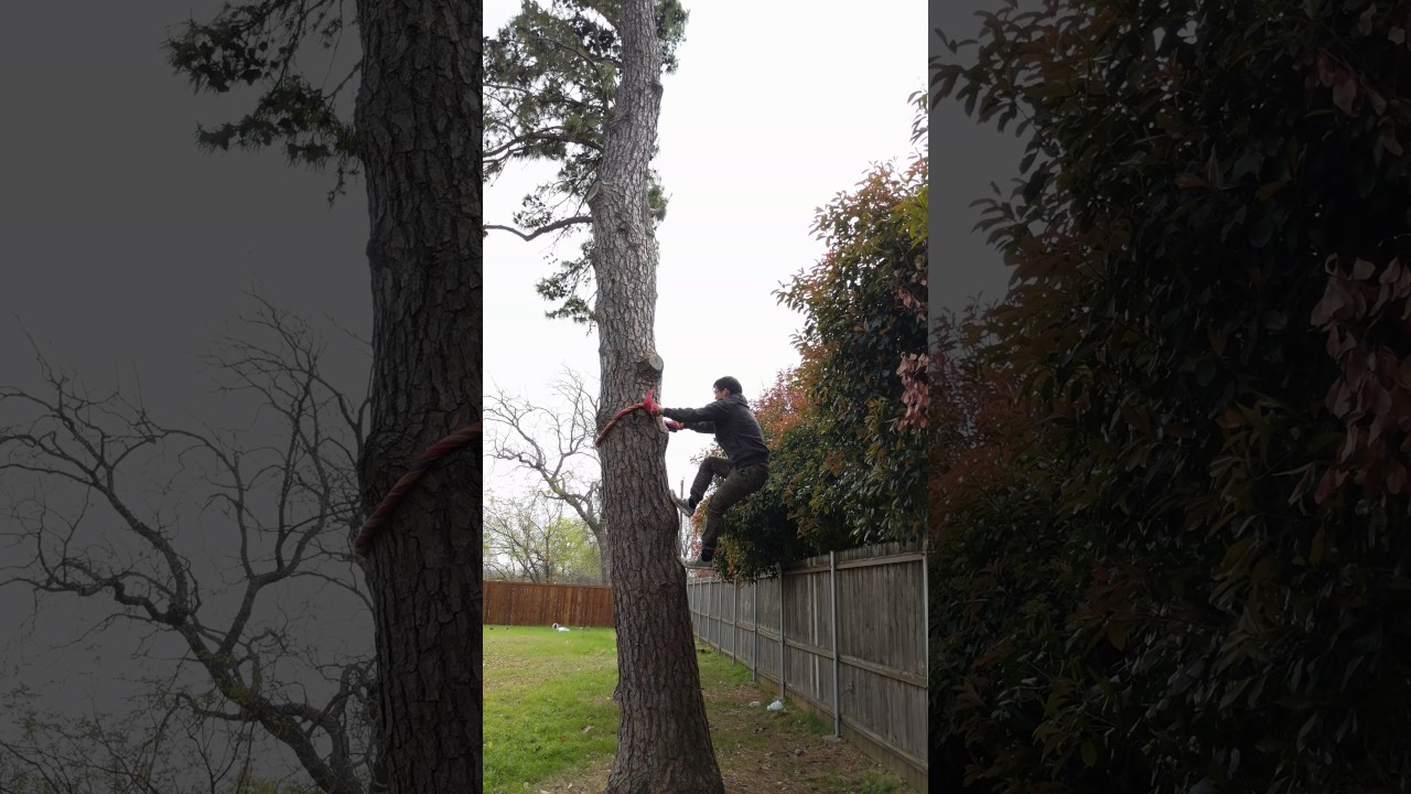 Climbing a Tree Mulan Style take 2 #mulanchallenge - YouTube
