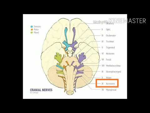 Accessory {cranial and spinal} nerve.. CN XI - YouTube