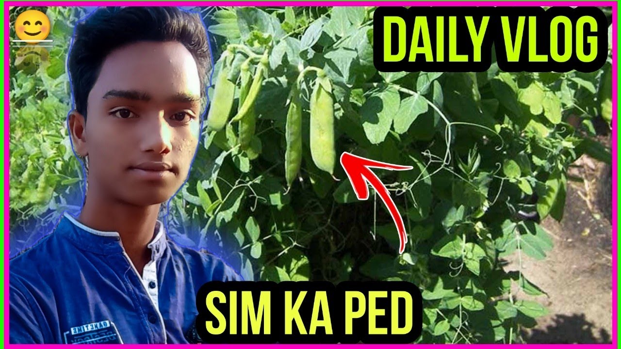 sim ka ped #vloger #vlogging #dailyvlog - YouTube
