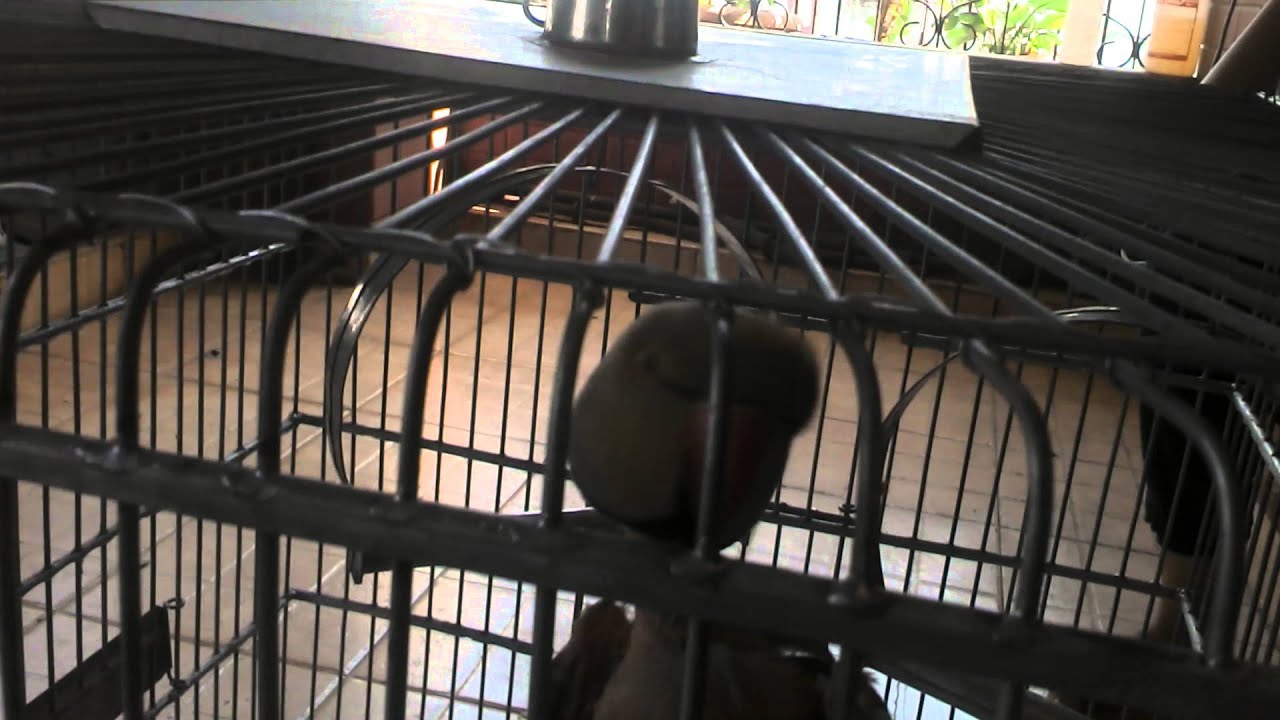 A beautiful Nepali parrot!!!!!!!!!!!! - YouTube