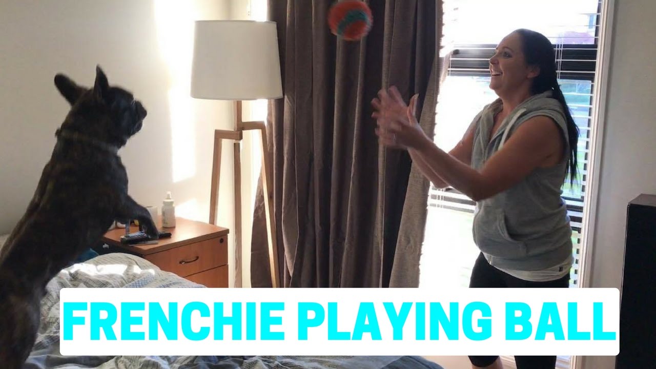 Frenchie Playing Ball - YouTube