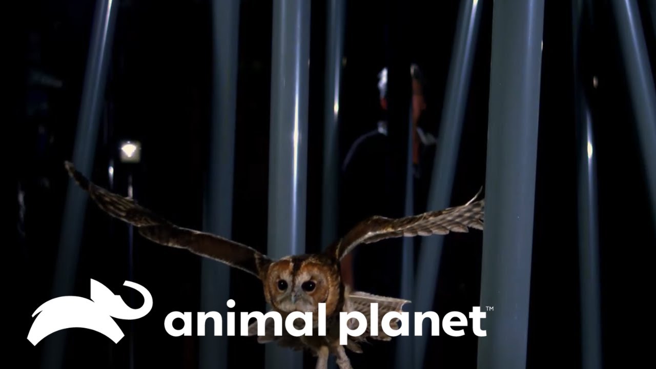 Corujas: os ágeis caçadores noturnos | O Incrível Mundo Animal | Animal ...