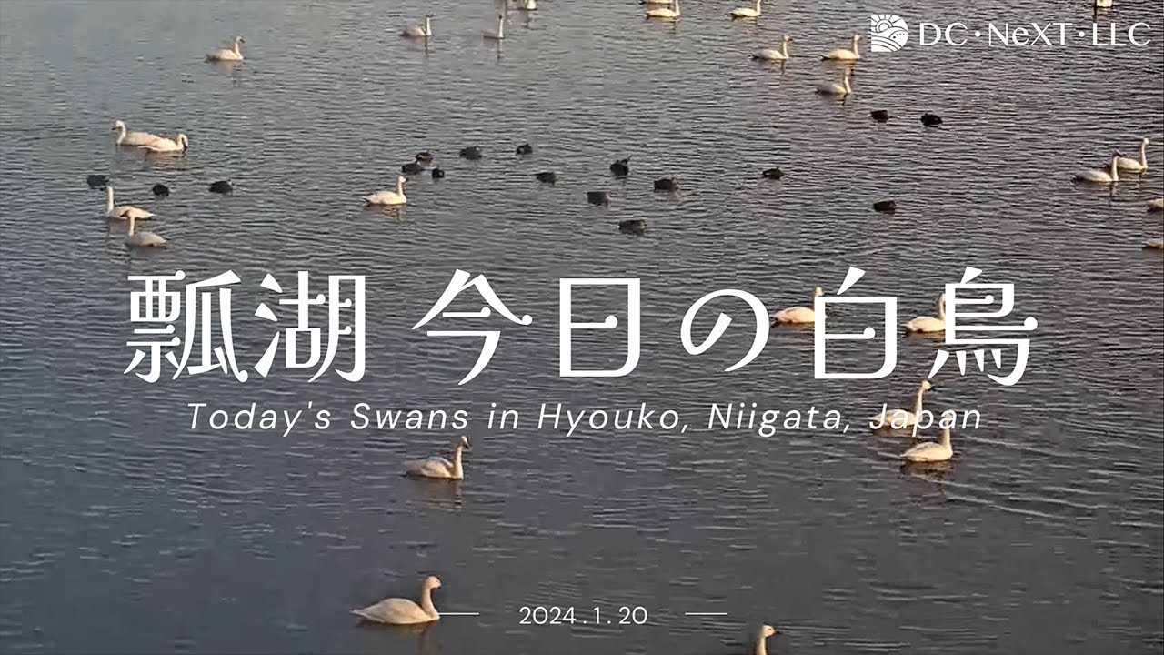 白鳥新潟県阿賀野市 白鳥の湖・瓢湖（ひょうこ）今日の白鳥 2024.1.20 digest | Today's Swans in Hyouko ...
