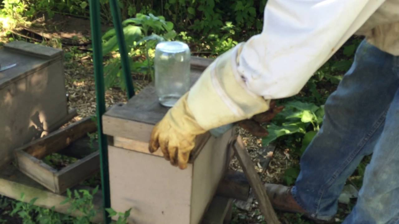 5 frame Queen cell starter and finisher - YouTube