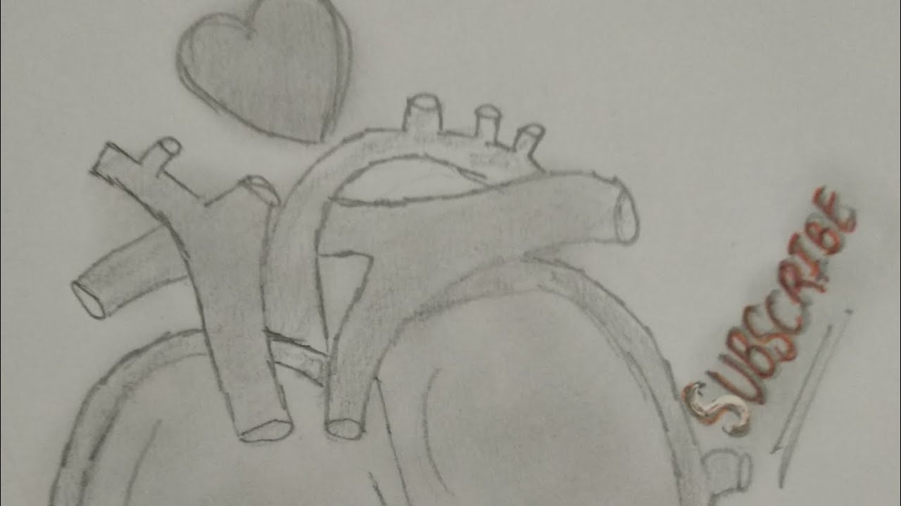 how to draw easy heart diagram/biology diagram #subscribe - YouTube