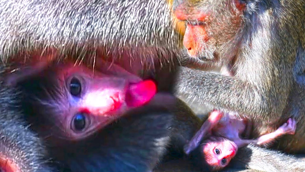 Cutest newborn baby monkey show a Tongue need milk , Natural life baby ...