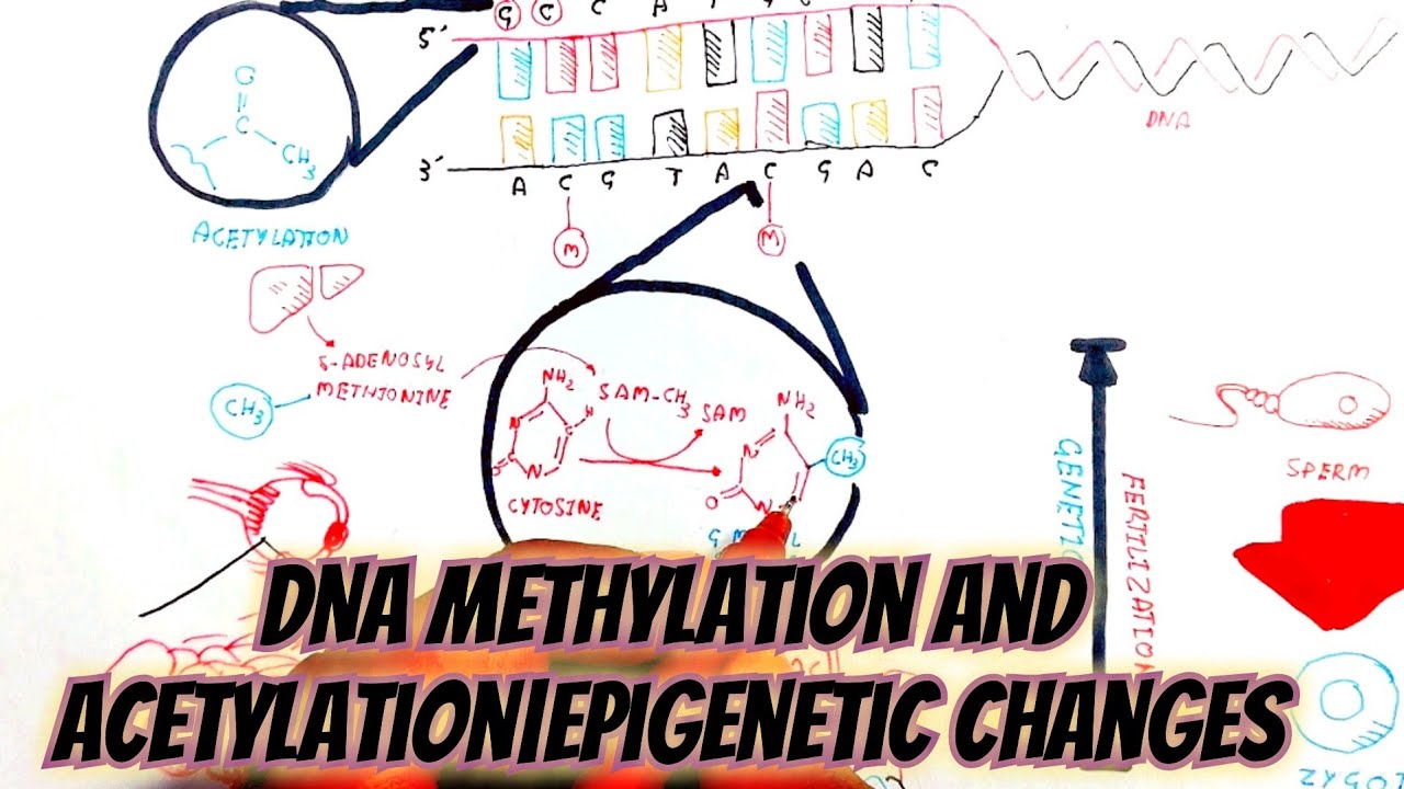 DNA methylation and acetylation, epigenetic changes ...