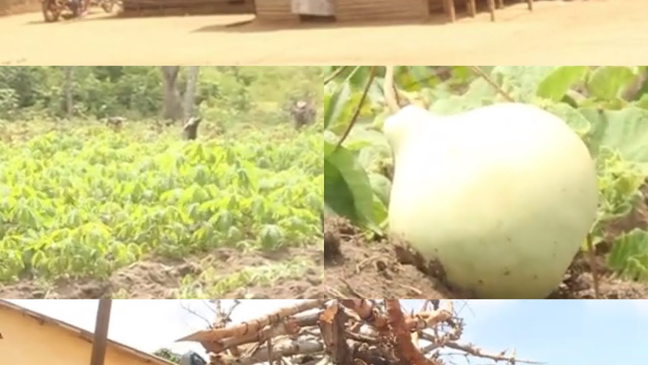 🇨🇩🇨🇩🌍🌍 DÉCOUVERTE CONGO CENTRAL : GOMBE MATADI - YouTube