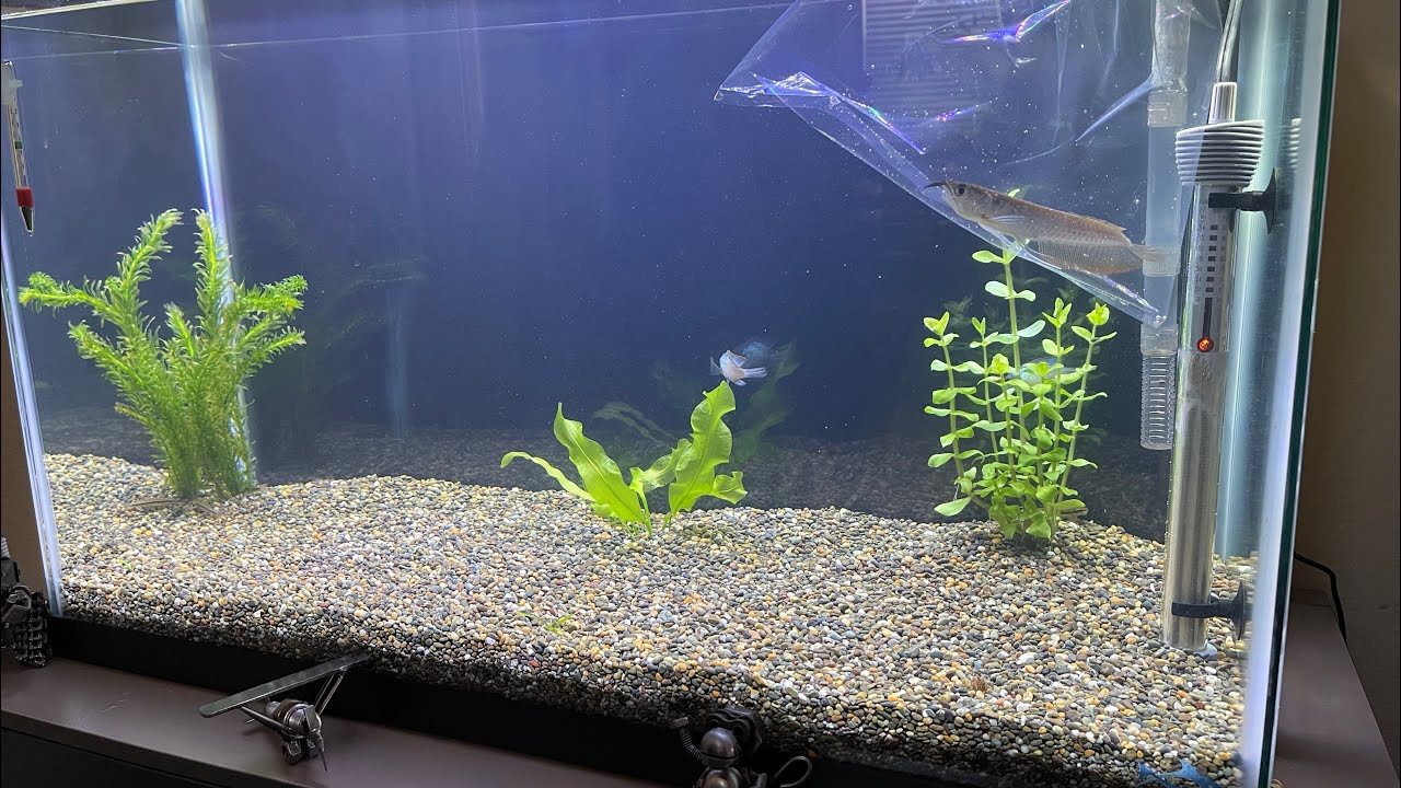 Arowana / Electric Blue Acara / Blood Parrot / Chinese Algae Eaters in ...