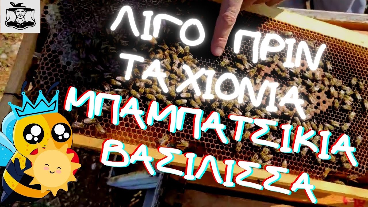 ΤΟ ΑΦΕΝΤΙΚΟ ΗΘΕΛΕ ΝΑ ΠΝΙΞΕΙ ΤΗΝ ΒΑΣΙΛΙΣΣΑ👑 - YouTube