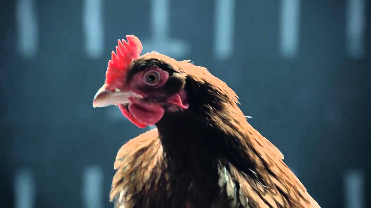 Jaguar vs Chicken Jaguar USA - YouTube