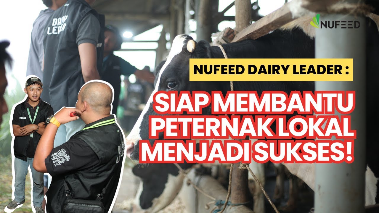 💡TIPS SUKSES TERNAK SAPI 2025!! Nufeed Dairy Leader siap membantu ...