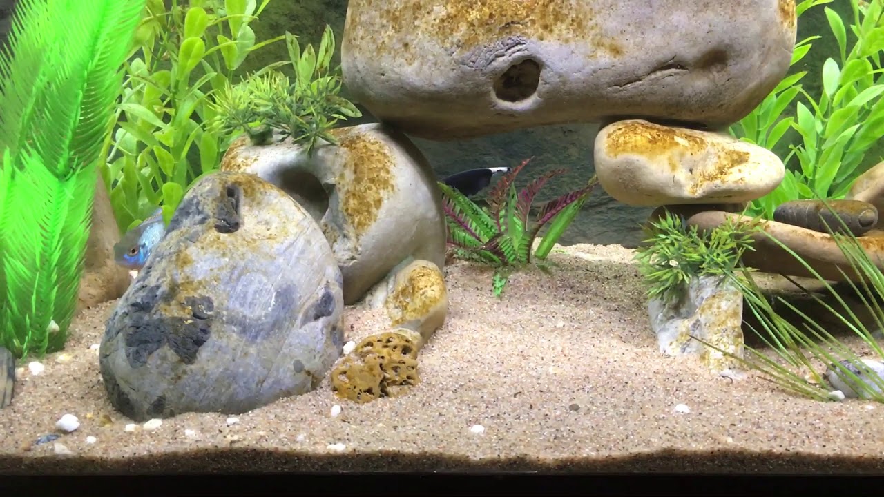 55gal. Mixed fish aquarium - YouTube