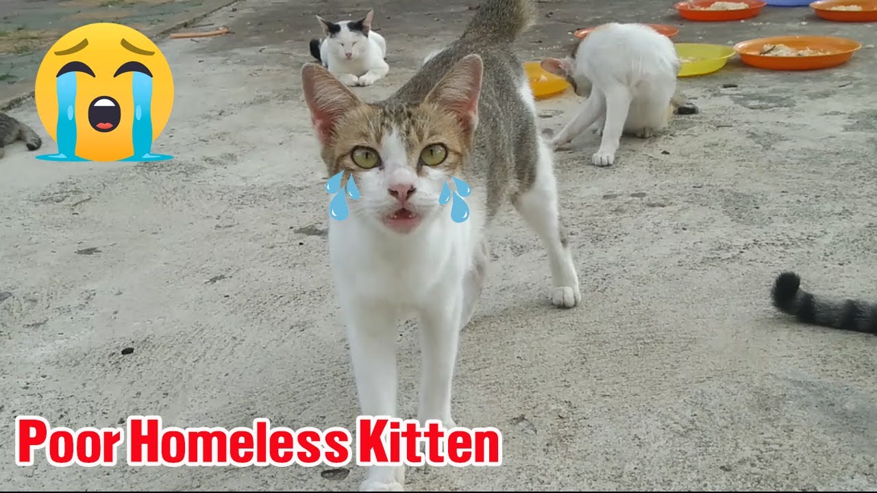 Rescue Poor Abandoned Kittens Give Foods Hungry Kittens | Homeless Cats ...