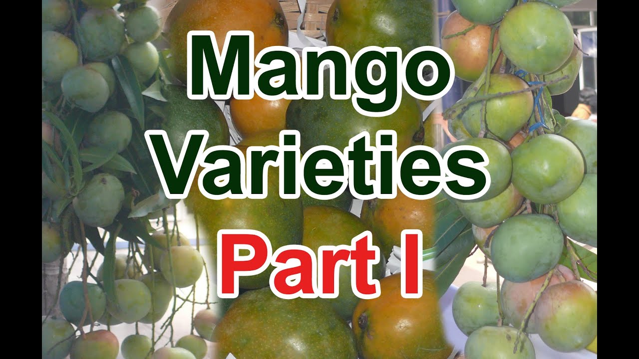 100 more Varieties of Mangoes List - Part 1 - YouTube