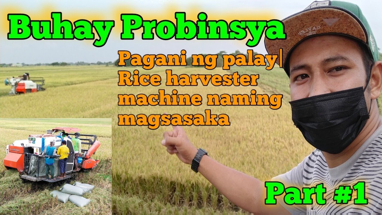 Buhay probinsya+pagani ng palay|rice harvester machine naming magsasaka ...