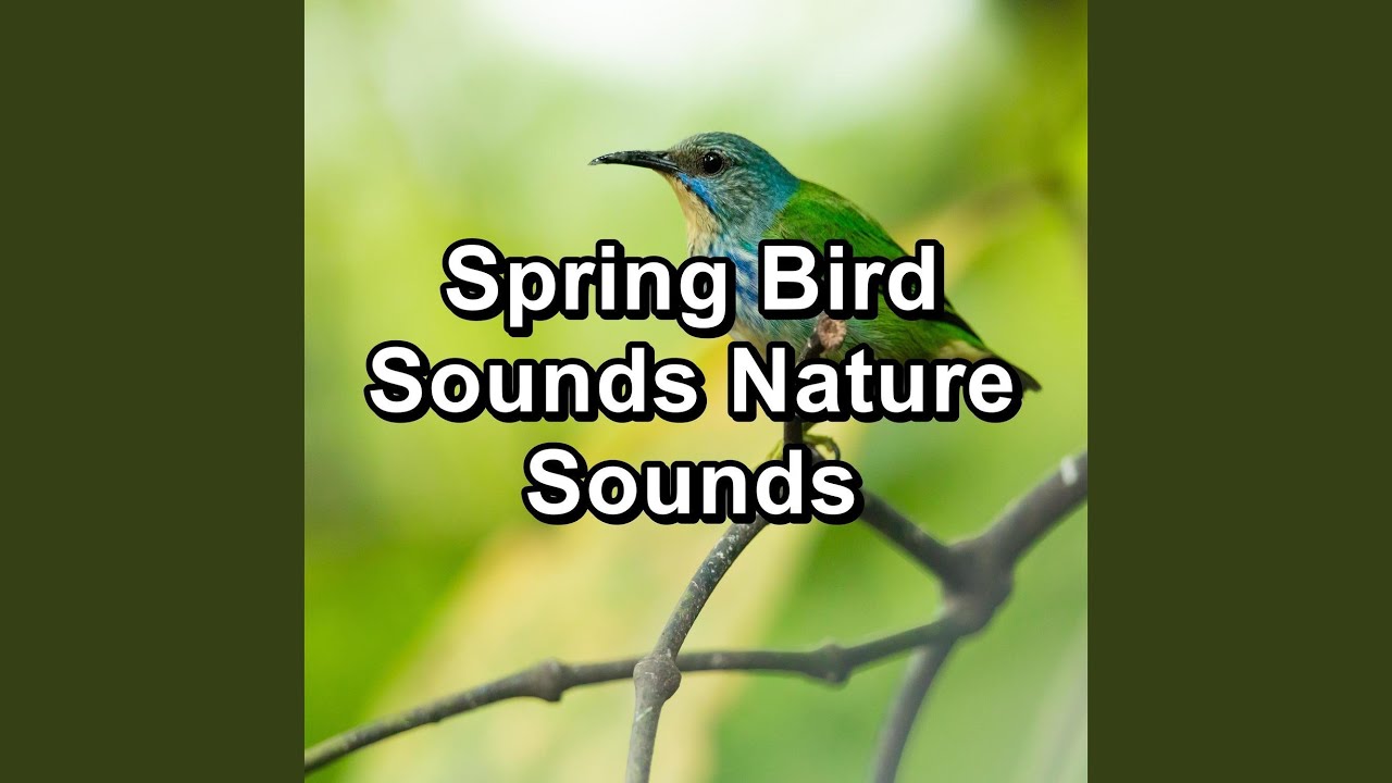 Forest Bird Sounds Nature Music To Loop as Long as you Need - YouTube