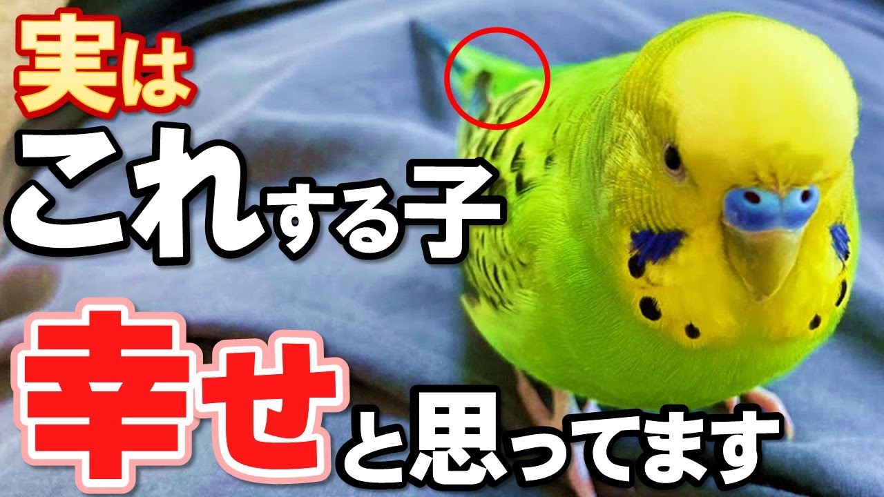【保存版】セキセイインコが幸せと感じたときにだけが見せるしぐさ Youtube