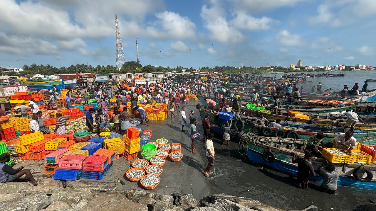 BEAUTY OF RAMESWARAM FISHING HARBOUR 🔥|| ராமேஸ்வரம் கடற்கரையின் மீன் ...