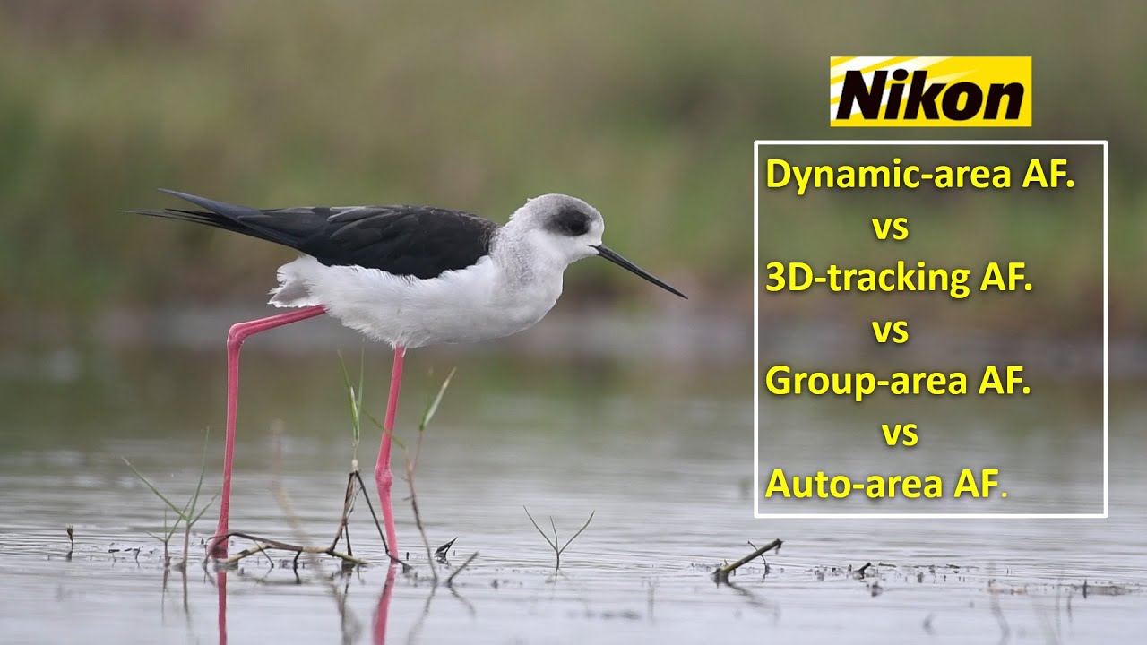 Nikon Dynamic Area AF vs 3D Tracking AF vs Group Area AF vs Auto-area ...