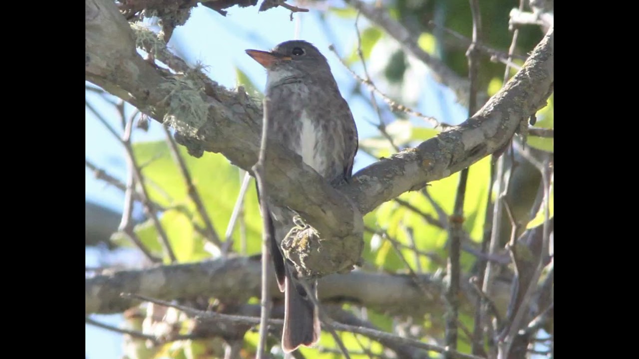 Olive-sided Flycatcher Sound Video: Bird Songs Eastern North America ...