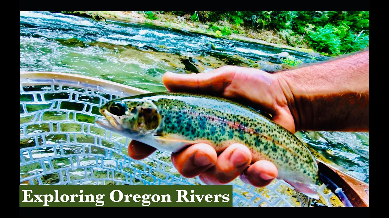 Fly Fishing the Salmon River in Oregon - YouTube