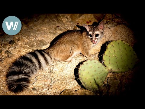 Highway durch die Kaktuswüste | Tiere vor der Kamera (2011) | Folge 49/57