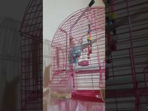 Annem ceza verdi onu çıkaralım diye şımaran boncuk 🐥