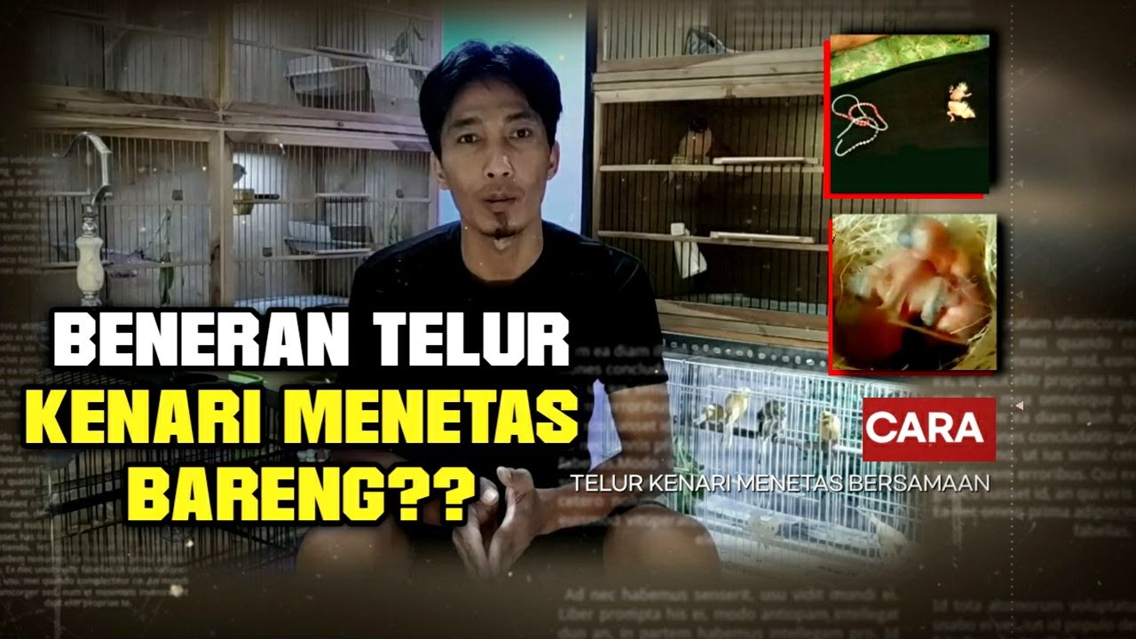 TIPS AGAR TELUR KENARI MENETAS BERSAMAAN//MEMASANG RING KENARI - YouTube