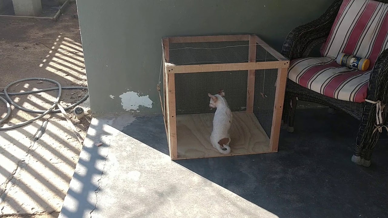 Condicionamiento instrumental - ley del efecto - caja problema de ...