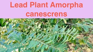 Lead Plant Amorpha canescrens