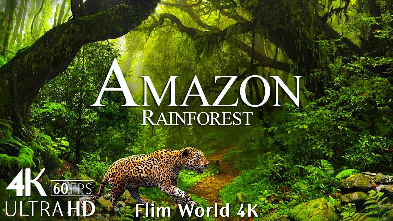Amazon 4k - The World’s Largest Tropical Rainforest Part 2 | Jungle ...