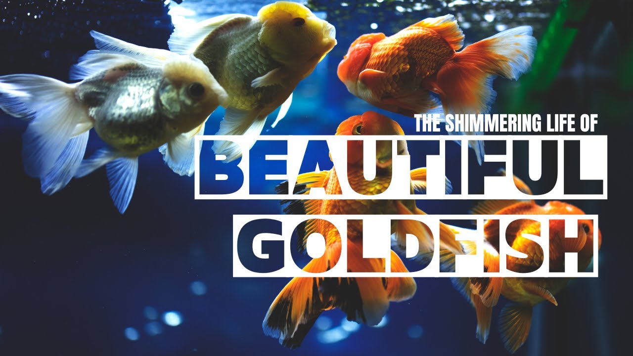 The Shimmering Life of Goldfish: A Visual Journey into the World of ...