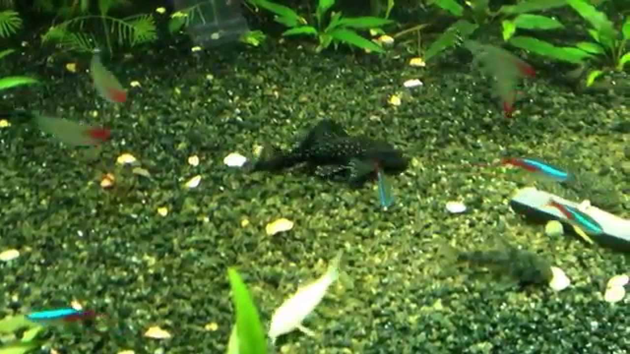 006 My L181 Plecostomus or Peppermint Pleco . - YouTube