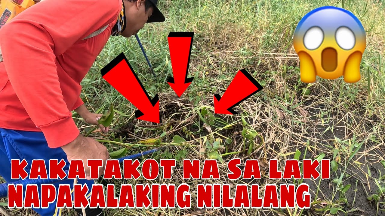 Naglalakihang nilalang igat ahas pagong at mga palaka naaktuhan namin ...
